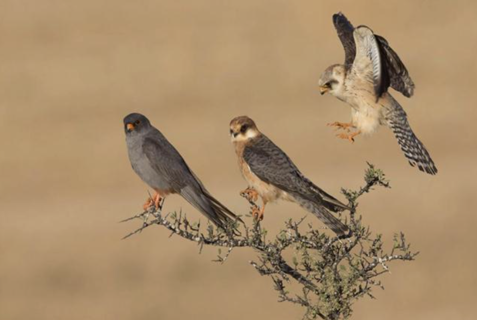 Israel and Stuff » Israeli ornithologist wins coveted BBC wildlife ...