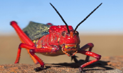 Israel and Stuff » WATCH: Israeli engineers team with zoologists to ...