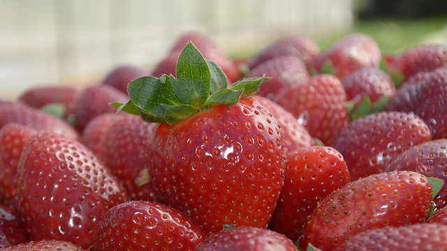 Israel and Stuff » New Strawberry Named After Slain MAGAV ...