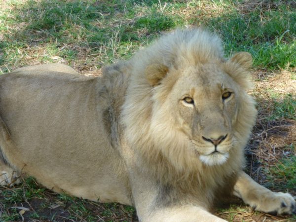 Israel and Stuff » VIDEO: Israeli Safari lions love to start off their ...