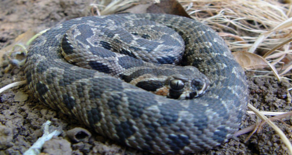 Israel and Stuff » Palestinian Official: ‘Israel stole our snake’Israel ...