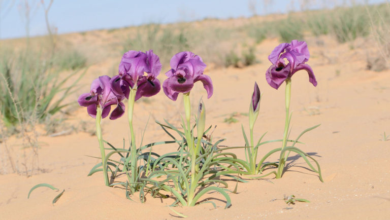 Israel and Stuff » Flower power: IDF moving defense unit to protect ...