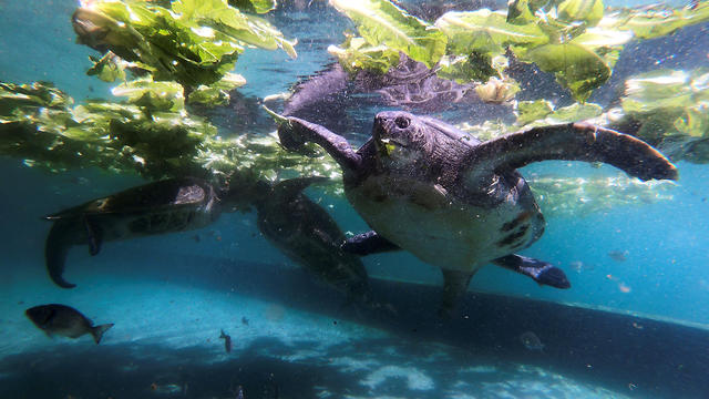 Israel and Stuff » Israel breeds endangered Green sea turtles to save ...